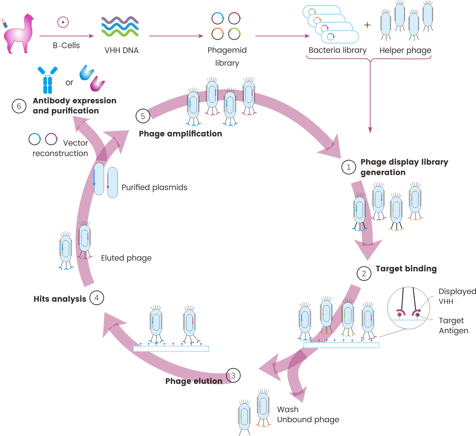 Phage Display System- 临界点生物